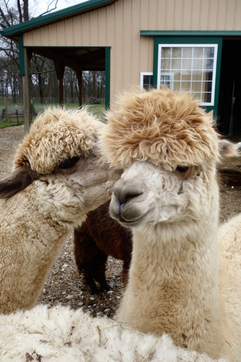 Jean-Yves Bart - Photographie / Strasburg, IL